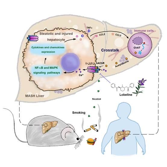 南京大学王丽蕊团队揭示肝实质细胞特异性表达的CHRNA4受体在MASH发展中的调控作用及新机制-南京大学